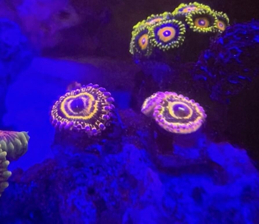 TheFragShop Stratosphere Strat Zoa Zooanthids | eBay