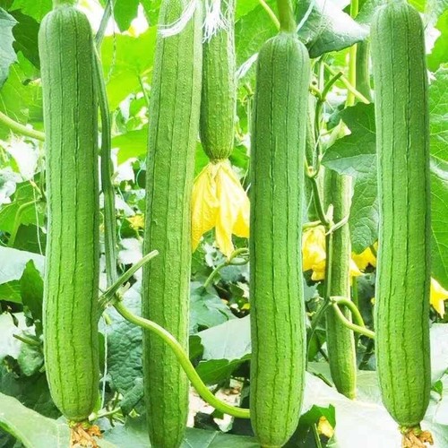 10+ Sponge dishcloth Gourd Seeds Luffa Gourd Smooth Loofah Chinese ...