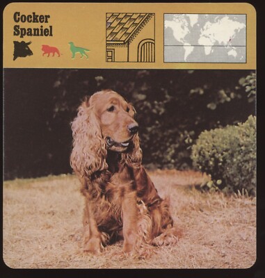 Cocker Spaniel Safari Cards Rencontre Mammals Dog | eBay
