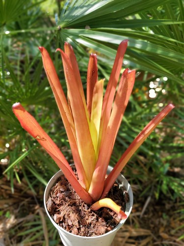 Bromeliad Aechmea RED CANDLES Great Clumping Landscape Plant | eBay