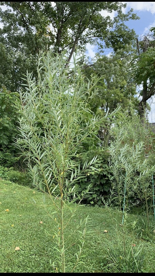 60 Thick Austree Hybrid Willow Tree Cuttings Fresh Cut Fast Growing 10 ...