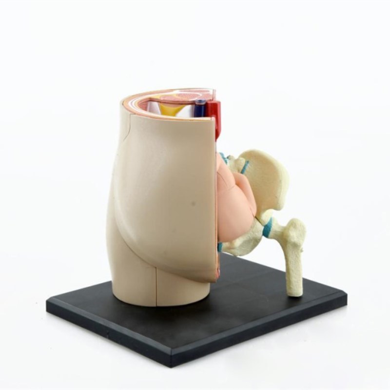 Human Pregnancy Pelvis Anatomy Anatomical Model 4D Educational Teaching ...
