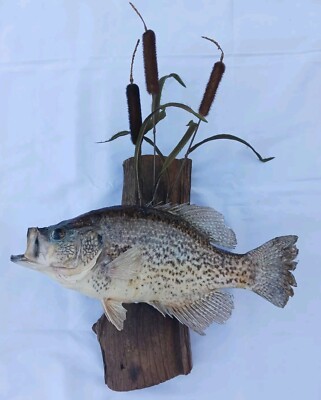 Vintage Black Crappie Taxidermy 15" Fish Wood Mount W/ Cat Tails ☆Read ...