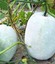 20+ Wax Gourd Seeds White Ash Gourd Winter Melon Dong Gua (Alu) Puhul ...