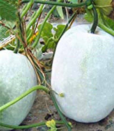 20+ Wax Gourd Seeds White Ash Gourd Winter Melon Dong Gua (Alu) Puhul ...