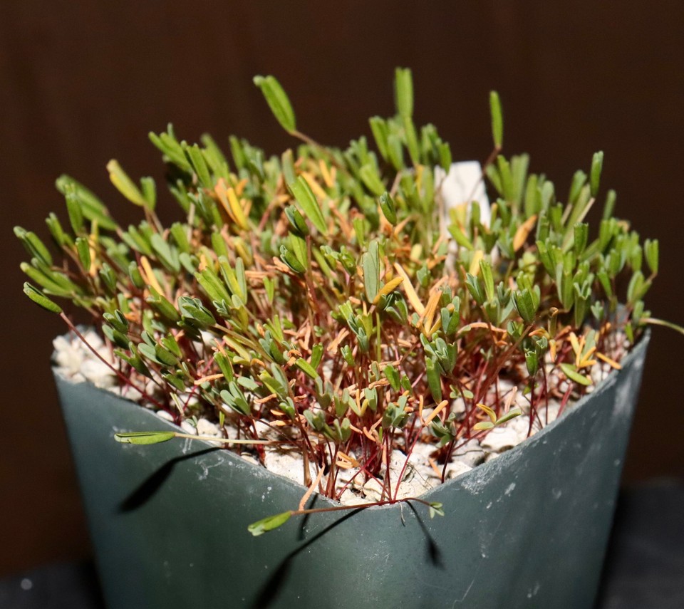 Oxalis namaquana *pot of many FS bulbs* | eBay