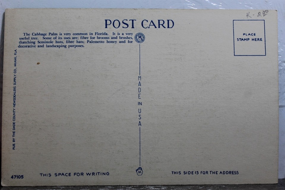 Florida FL Miami Sabal Palmetto Cabbage Palm Tree Postcard Old Vintage ...