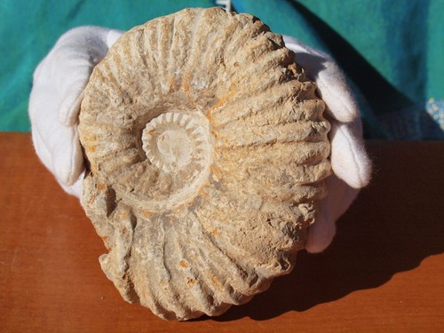 Ammonite Fossil Sea Shell Morocco Cambrian Period 485 Million Years Old ...