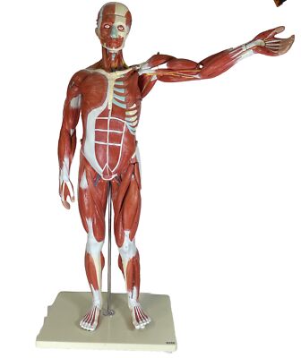 Axis Scientific Human Muscle and Organ Model - 27 Removeable Parts A ...