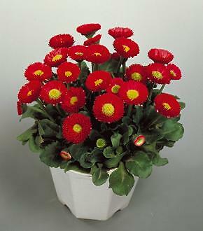Bellis perennis Galaxy PL Red 250 seeds | eBay