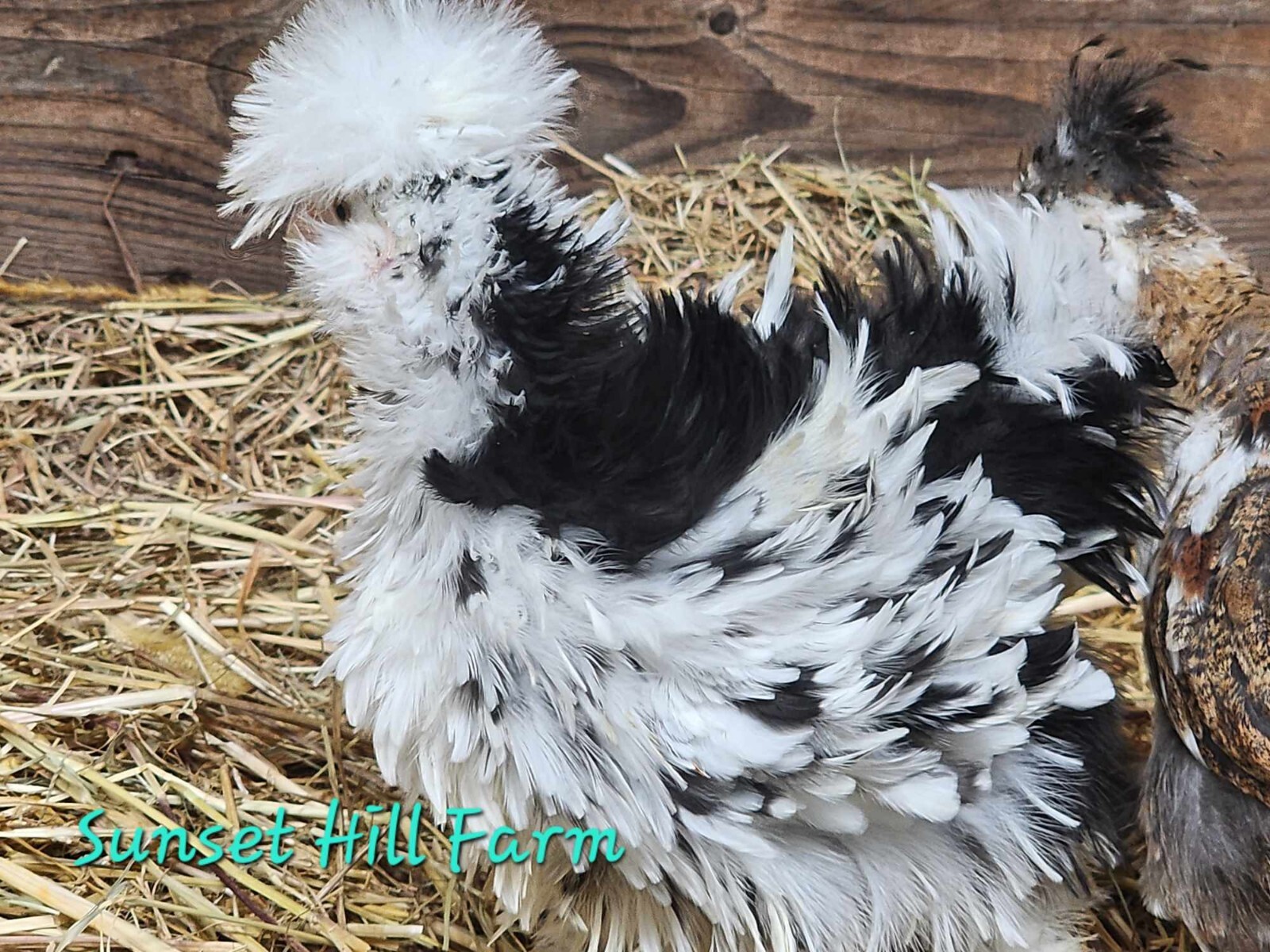 Silkie Hatching Eggs Mottled 6, Satin, Showgirl, Frizzle NPIP & AI ...