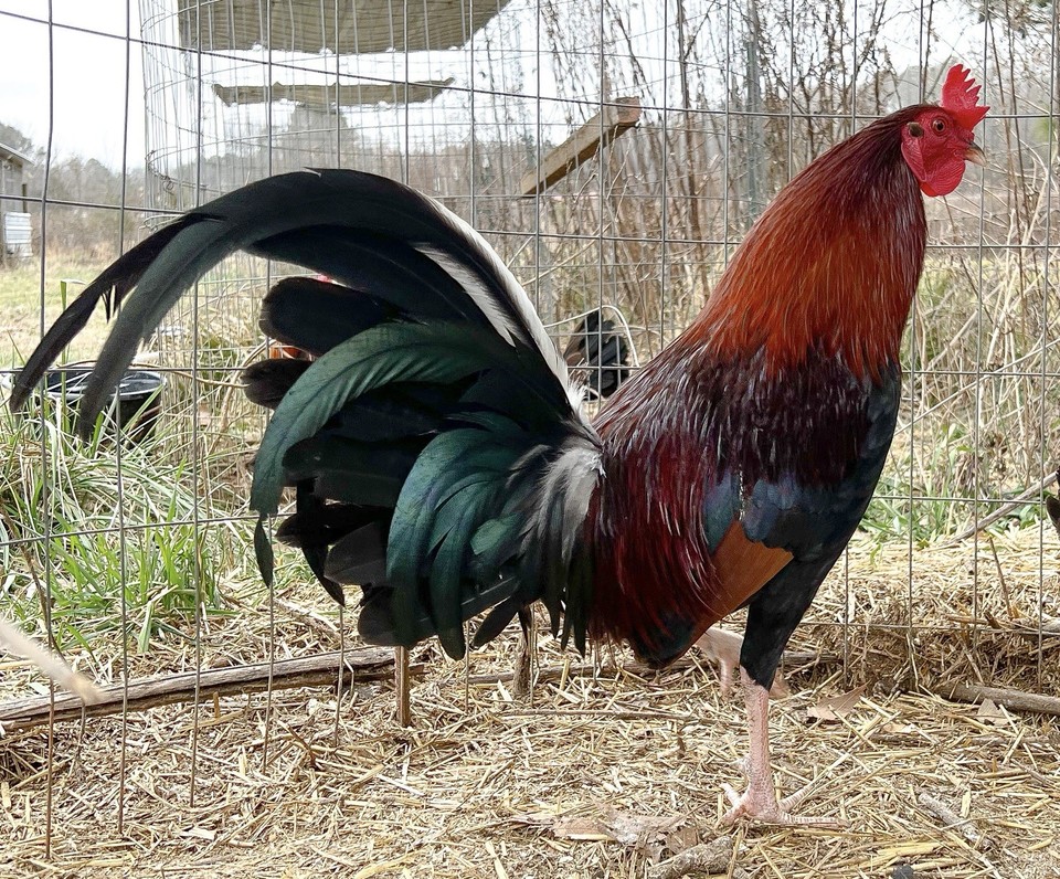 9 Pure Larry Romero Roundhead Gamefowl Poultry Chicken Hatching Eggs | eBay