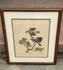Ray Harm Signed Bird Print Lazuli Bunting Prof Framed Matte 21X18 under ...