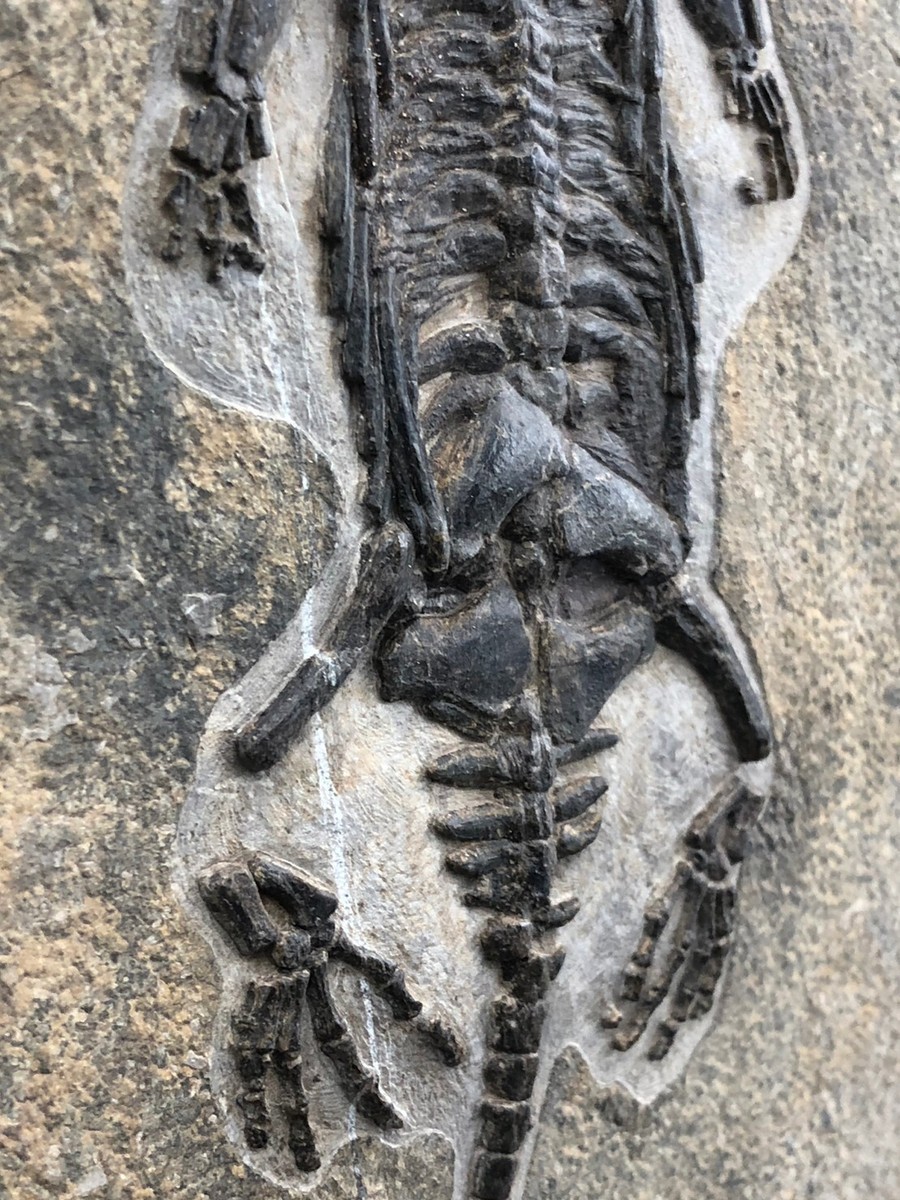 Nothosaurus Skeleton