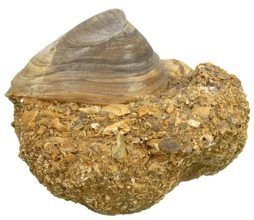 Eozän Standstück mit Velates schmideli Große Napfschnecke Mercin-et ...