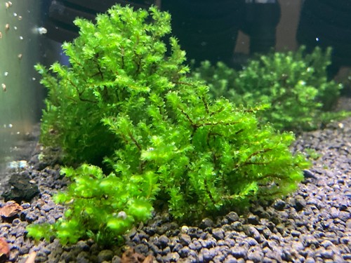 Hookeriaceae Moss - Rare Live Submerged Aquarium Plant | eBay