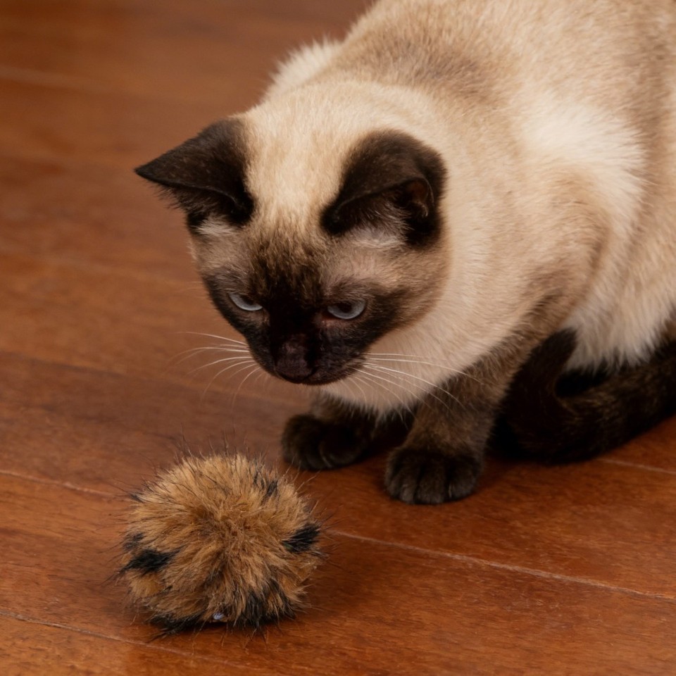 10pcs Cat Toys Interactive Fuzzy Ball - Soft Funny Teaser Balls For ...