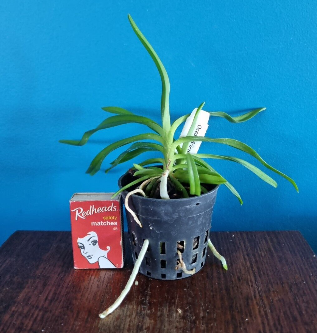 Orchid Vanda Lucknow (V. falcata x Vanda testacea) | eBay