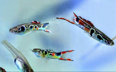 PURE RUSSIAN RED STAECK Endler's 3 Pairs (2 Pair+ One Free Pair (3M/3F ...