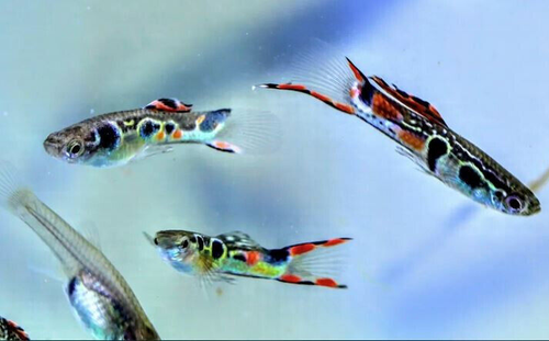 PURE RUSSIAN RED STAECK Endler's 3 Pairs (2 Pair+ One Free Pair (3M/3F ...