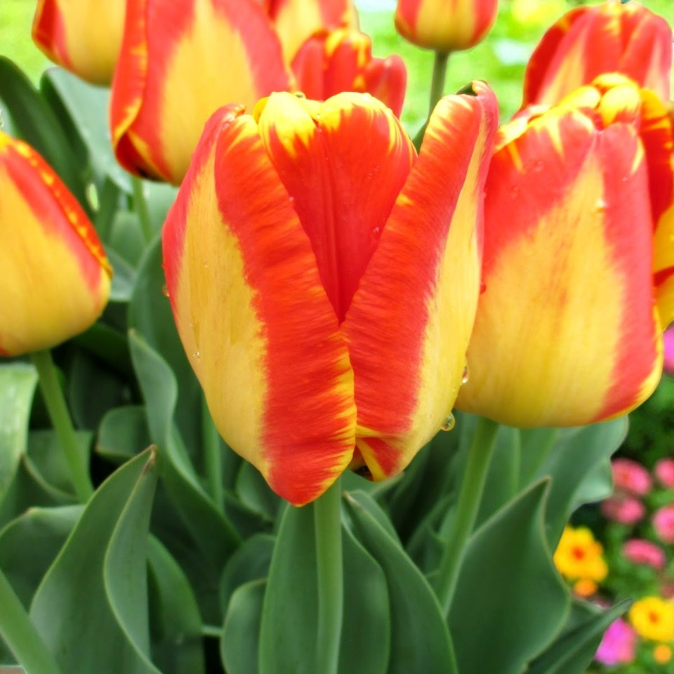 Tulip Banja Luka Spring Bulbs - Two Toned Hardy Darwin Hybrid Perennial ...