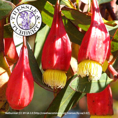 Rare Giant hardy Fuchsia Gum Tree 5 seeds UK SELLER | eBay UK