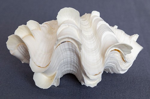 Whole TRIDACNA SQUAMOSA Fluted Clam Shell 5.75" x 4 1/4" Yellowish | eBay