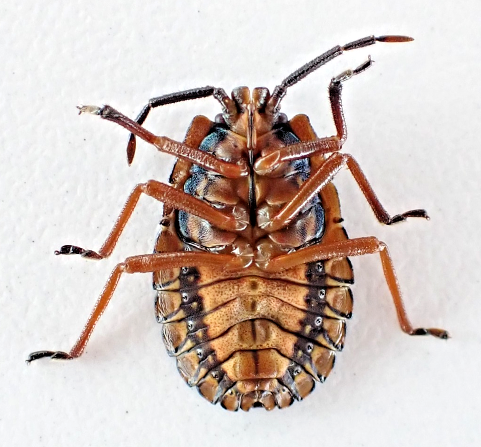 D89618. Insects, Hemiptera sp. Vietnam South. Bao Loc | eBay