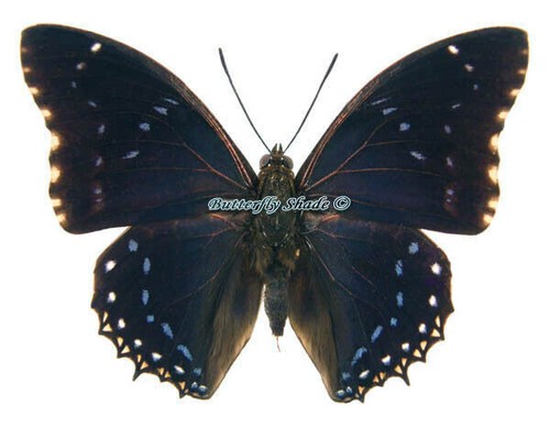 Unmounted Butterfly/Nymphalidae - Charaxes numenes aequatorialis, male ...