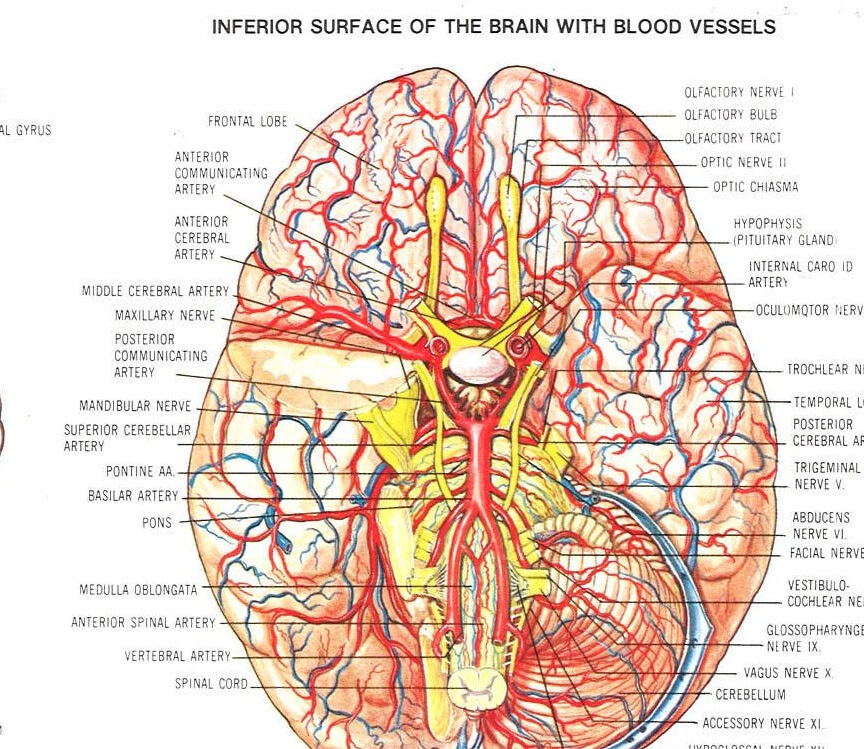 Brain Nervous System Diagram Vintage Anatomy Poster, 41% OFF