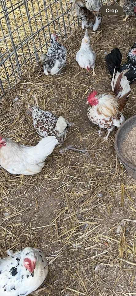 12 + Serama Hatching Eggs. | eBay