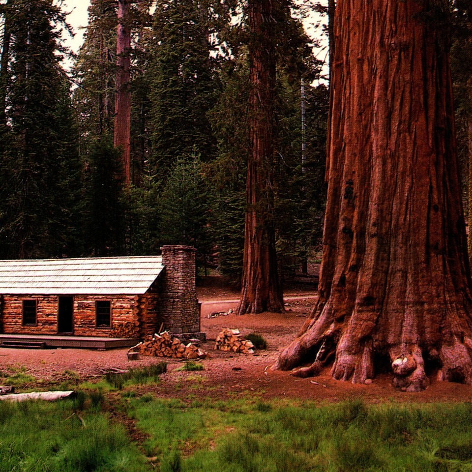 Mariposa Grove Giant Sequoia Trees Dwarf Log Building CA (6X4 in ...