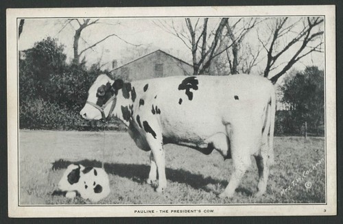 Washington DC: c.1910 Postcard PRESIDENT TAFT'S PET COW PAULINE Mrs. T ...