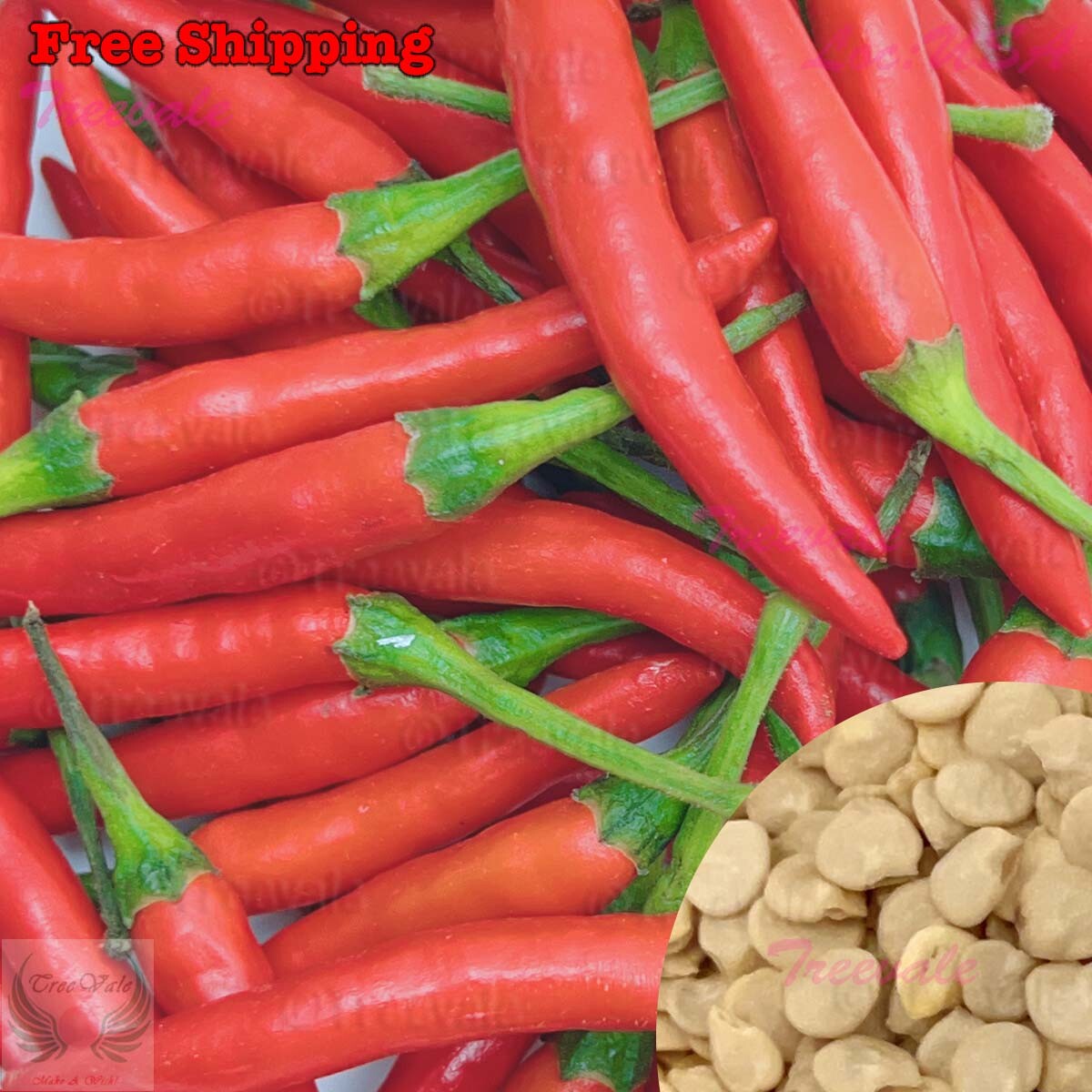 Thai Red Chili SEEDS | Hot Chili Pepper, Burapa, Ớt Hiểm Cay SEEDS ...