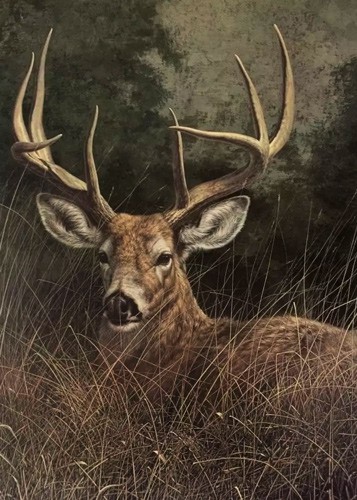 Jorge Mayol Peaceful - Whitetail Deer - Wildlife | eBay