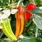 Fish Pepper Seeds (Medium-Hot) | Heirloom / Non-GMO | Free Shipping ...