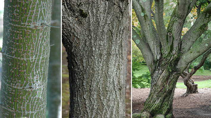 Painted Maple, Acer truncatum mono (Acer pictum), Tree Seeds (Showy ...