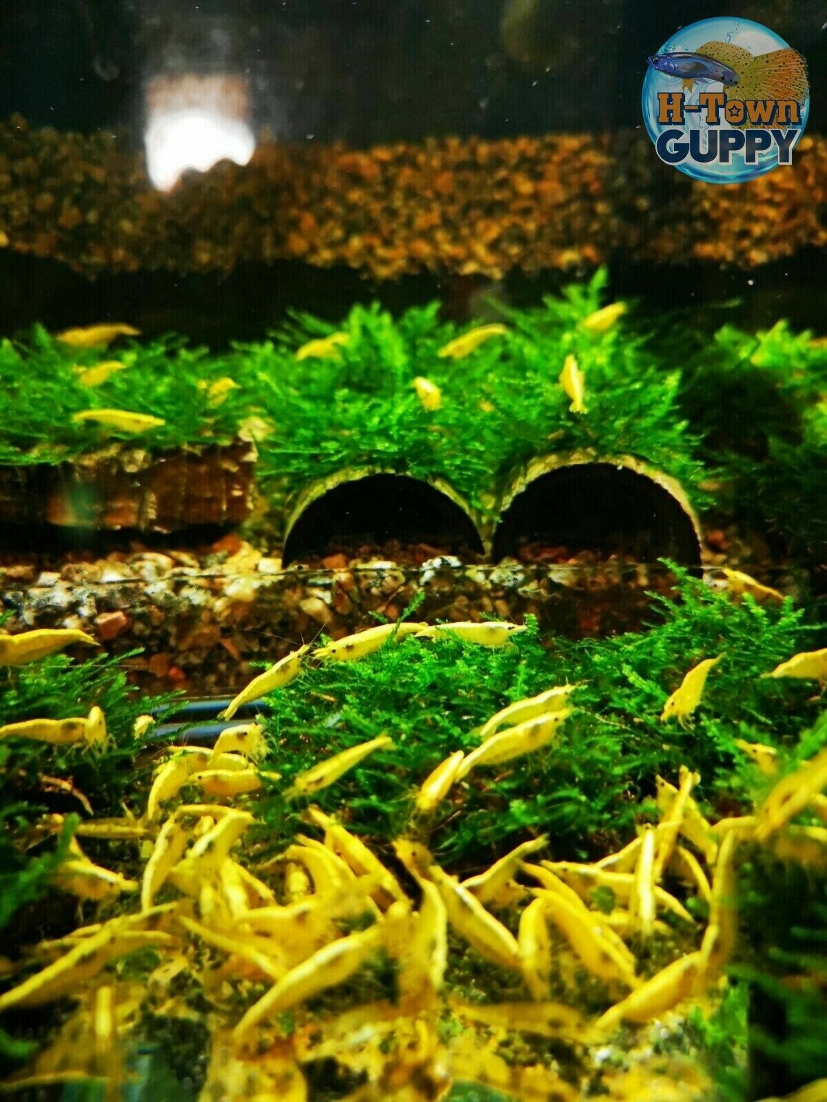 Neon Golden Back Shrimp - Freshwater Neocaridina Aquarium Shrimp. Live ...