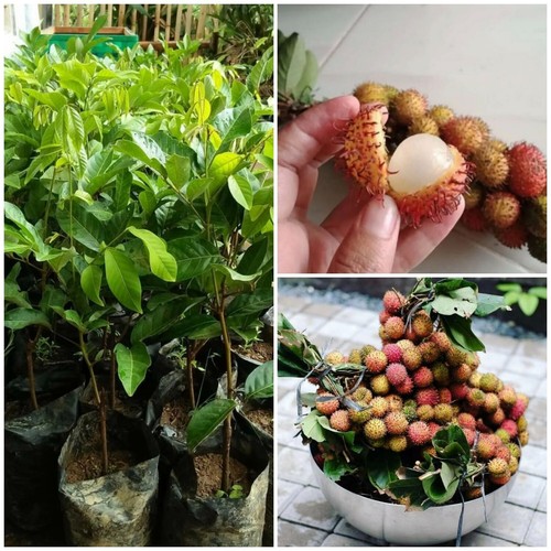 Grafteds Rambutan Rapiah Tropical Fruit Tree Free Phyto Quickly Bear ...