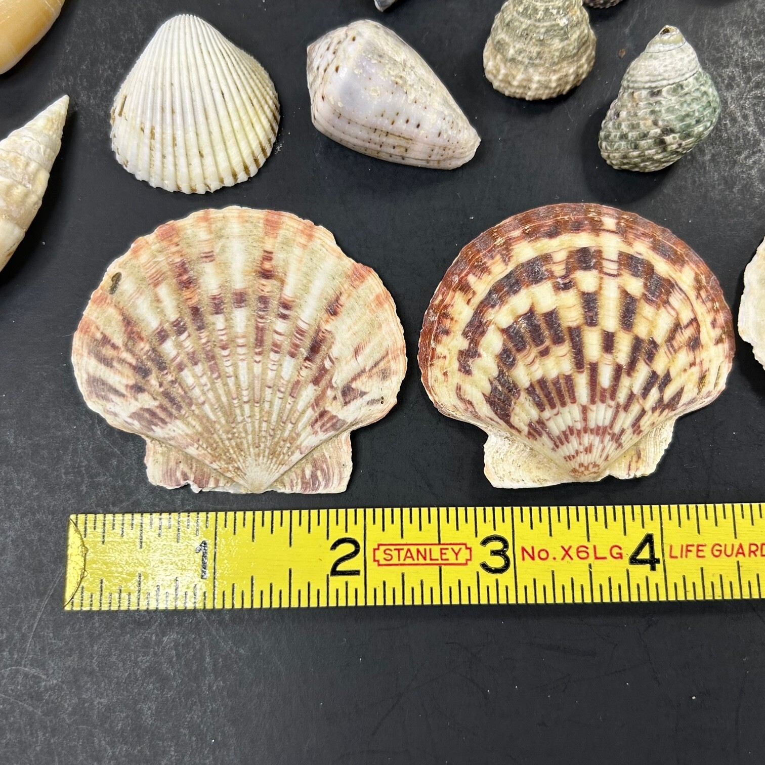Seashell Mixed Lot of 19 Mostly Whole Colorful for Crafting Aquarium ...
