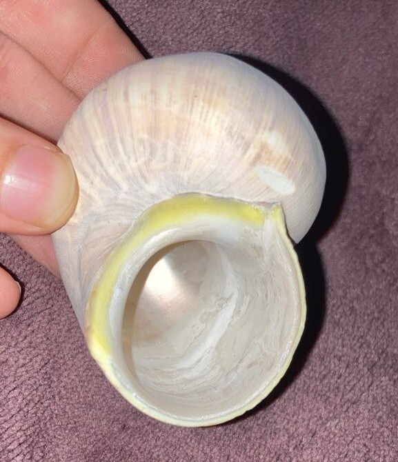 large sea shells for sale | eBay