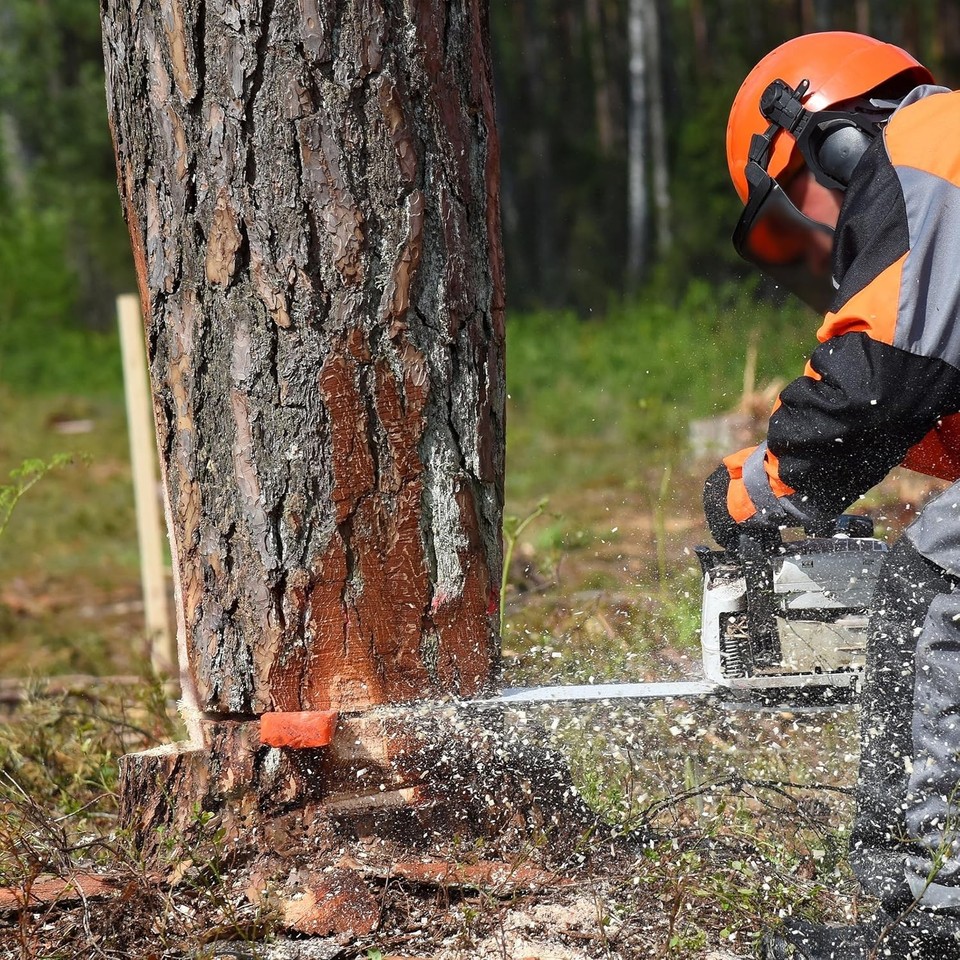 6 Pack Tree Felling Wedges Wedges 5.5", 8" & 10", Logging Felling ...