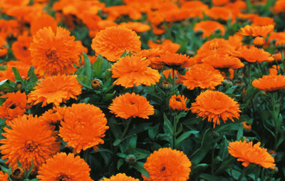 Pot Marigold Seeds - CANDYMAN DWARF - Calendula - Medicinal Benefits ...