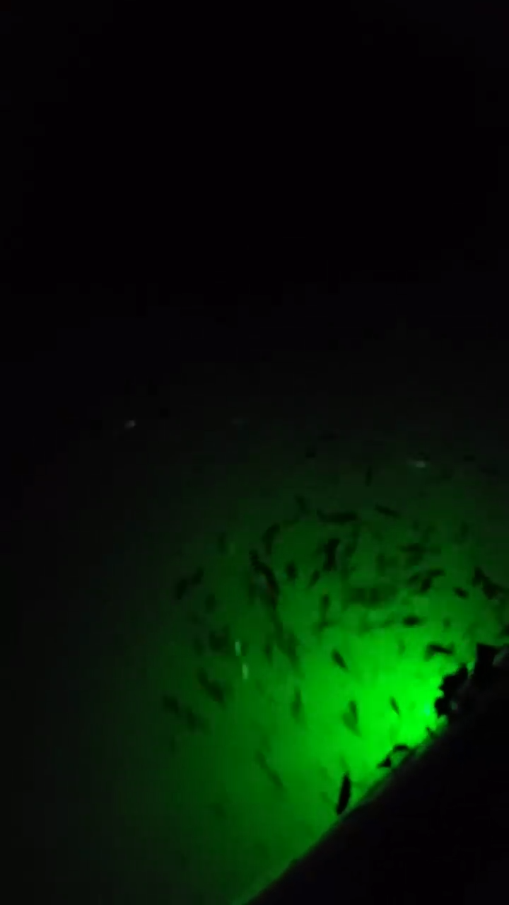 110v MAXX LED GREEN UNDERWATER SUBMERSIBLE NIGHT FISHING LIGHT CRAPPIE ...