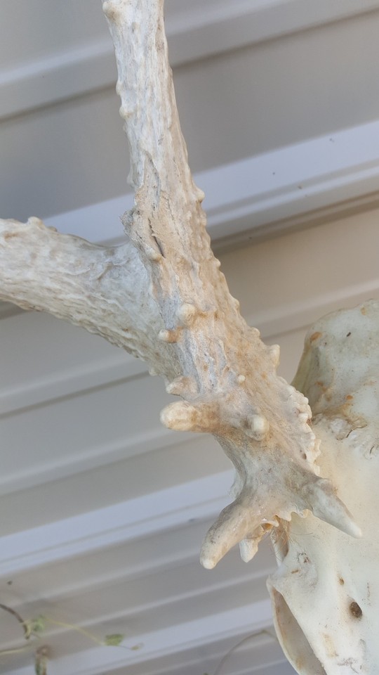 165" Double Beam WHITETAIL DEER RACK SKULL mule elk shed antlers ...