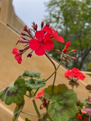 Deep Red geranium live plant | eBay