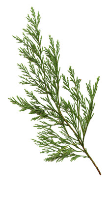 Juniper Leaf Vinyl Car Decal Sticker – Waterproof & UV-Resistant | eBay UK