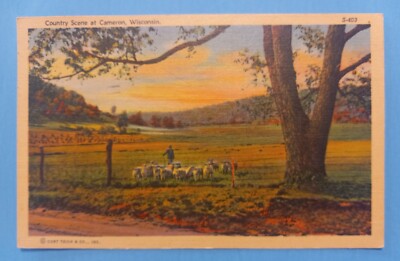 Sheep Herd Greetings From Cameron Wisconsin WI Postcard | eBay