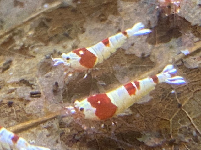 22 Crystal Red Shrimp CRS (Caridina cf. cantonensis) PRL Pure Red Line ...