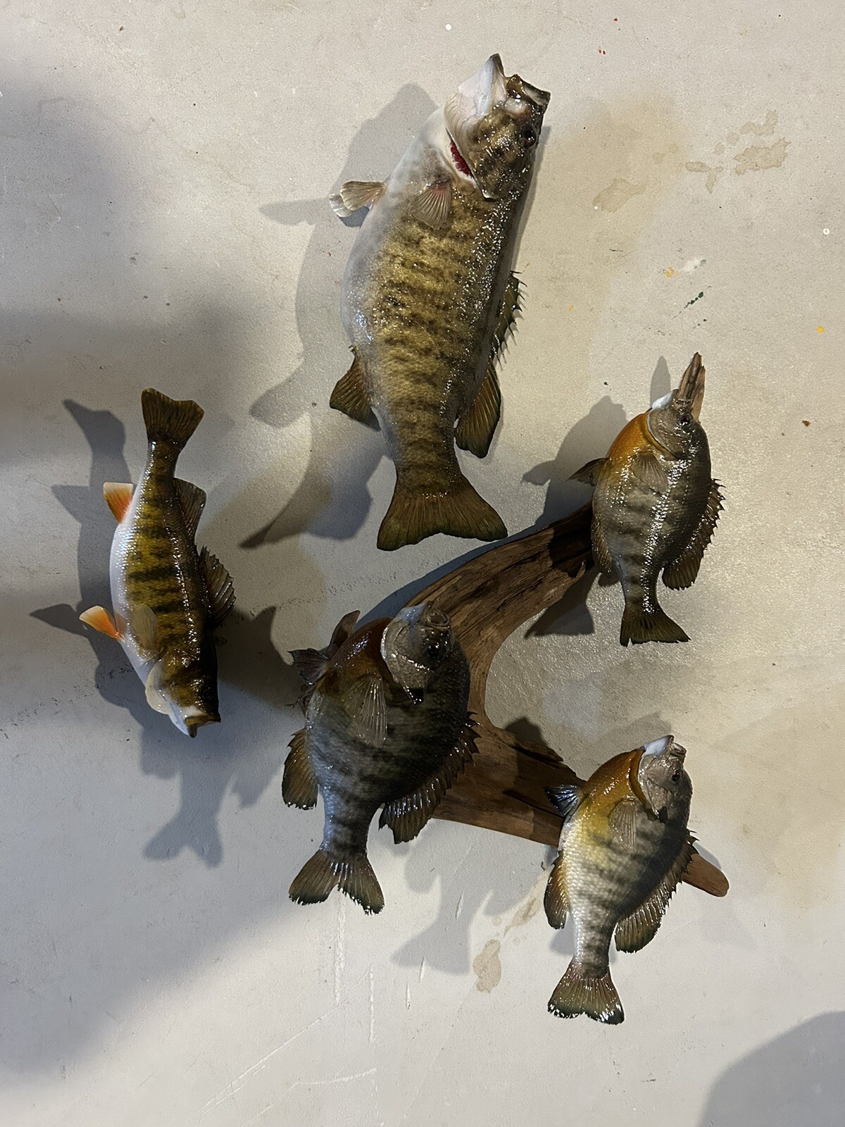 Taxidermy Fish Real Skin Mounts | eBay